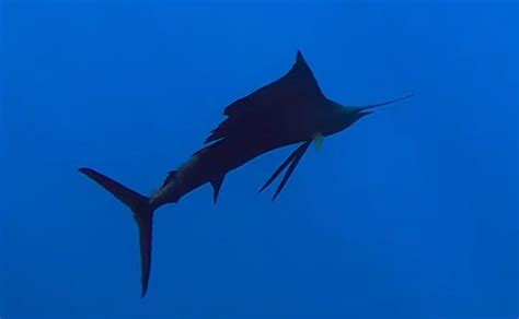 Pacific Sailfish Underwater Speed Demon Breaks Ocean Records