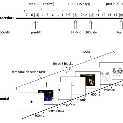 Experimental Procedure And Formal Experimental Flow Download