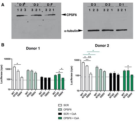 Cytoplasmic CPSF Regulates HIV Capsid Trafficking And Infection In A Cyclophilin A Dependent