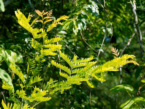 Gleditsia Triacanthos