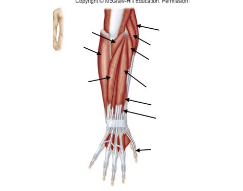 Appendicular Muscles Labeling Game 5