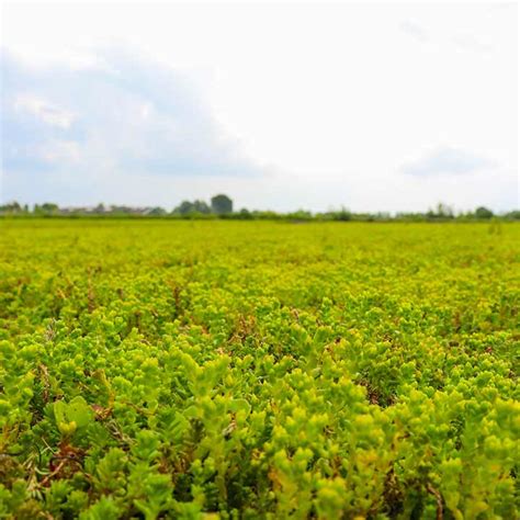 Sedum Bodembedekker Sedumspecialist