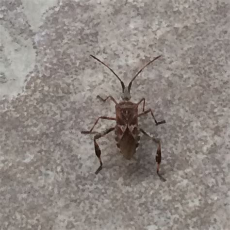 Western Leaf Footed Bug Project Noah