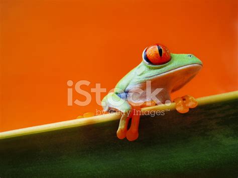 뼈아픈 나무 개구리 Agalychnis Callidryas 스톡 사진 Freeimages