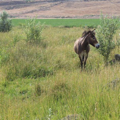 Bunny June 2021 Kt Ranch