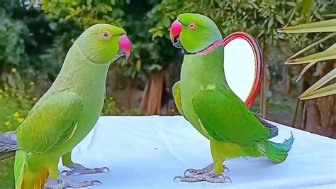 Indian Ringneck Parrot Videos Compilation Youtube