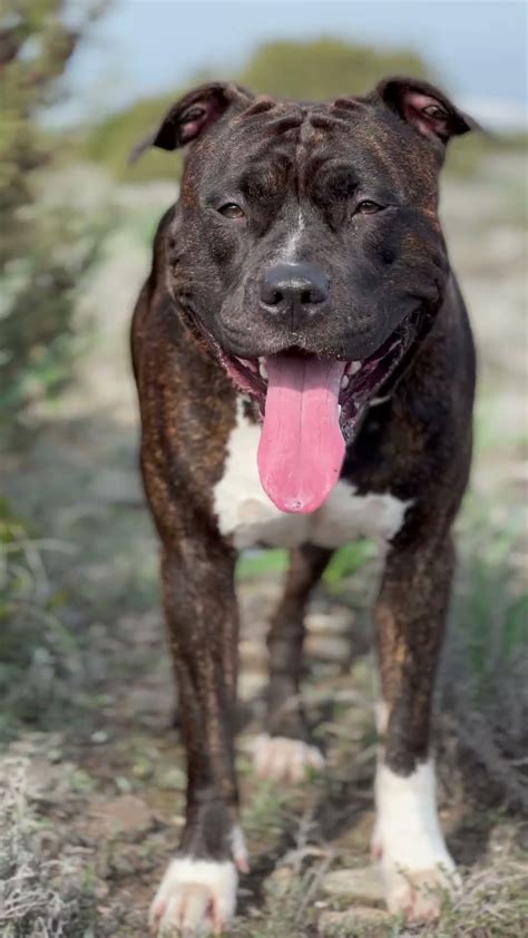 Staffordshire Staffordshirewildlife Youtube