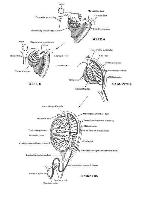 Development Of The Testis Image 1 Med School Amira Discovery