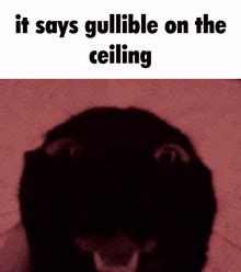 Gullible S Tenor