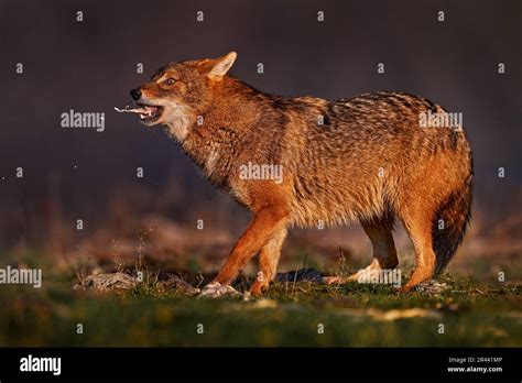 Jackal Puke Vomit Meat With Open Muzzle Golden Jackal Canis Aureus