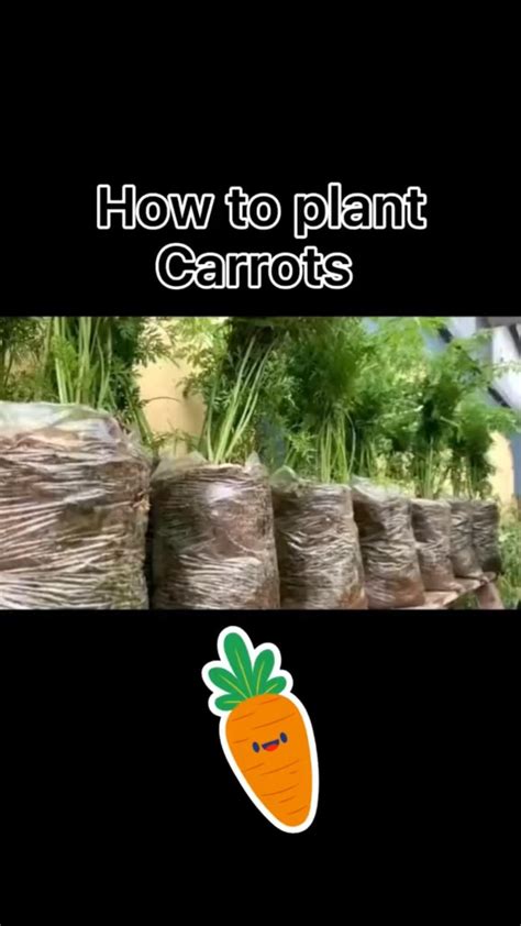 How To Grow Carrots Artofit