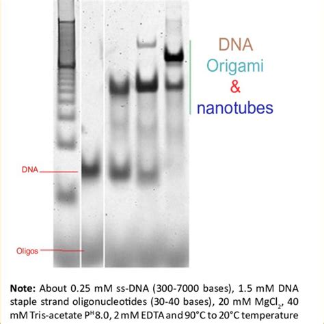 Size Of Nanoparticles Download Scientific Diagram