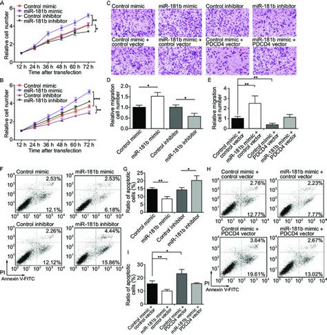Effects Of Mir 181b And Pdcd4 On Crc Cell Proliferation Migration And