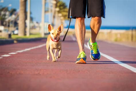 Tips For Summer Exercise With Your Dog Activebeat Your Daily Dose