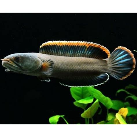 Jual Cana Limbata Wc Rim Tebal Shopee Indonesia