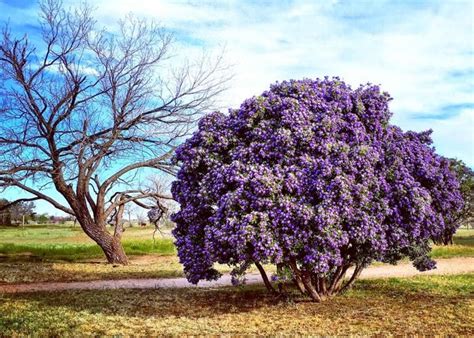 Texas Mountain Laurel Tree Texas Mountain Laurel — Galveston Island