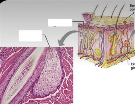 Histology Tissues Flashcards Quizlet