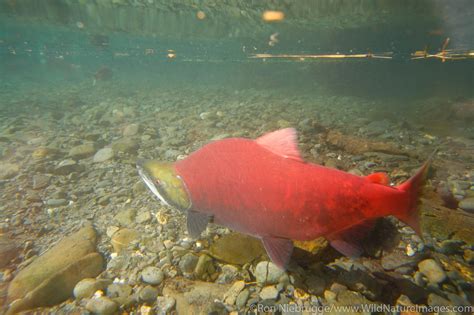 Spawning Salmon Photos By Ron Niebrugge