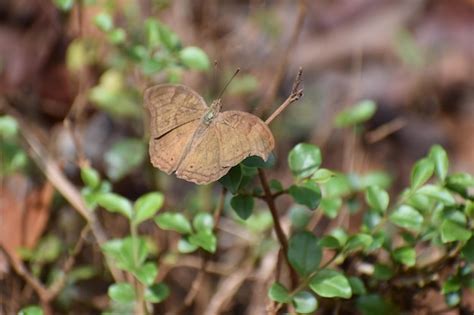 Seite 12 Motten Bilder Kostenloser Download Auf Freepik