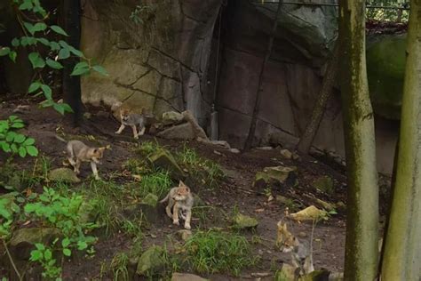 Lobo Mexicano En Peligro De Extinción Cuántos Ejemplares Se Han