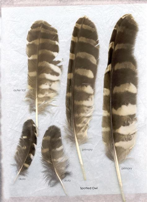 Barred Owl Feather