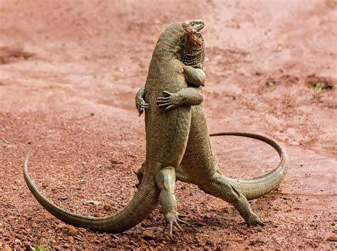 Las fotos de animales salvajes que te sacarán una sonrisa La Voz