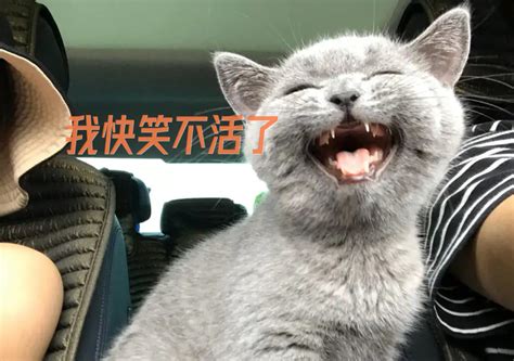 大笑图片偷笑偷乐图片憨笑傻笑图 搞笑动图