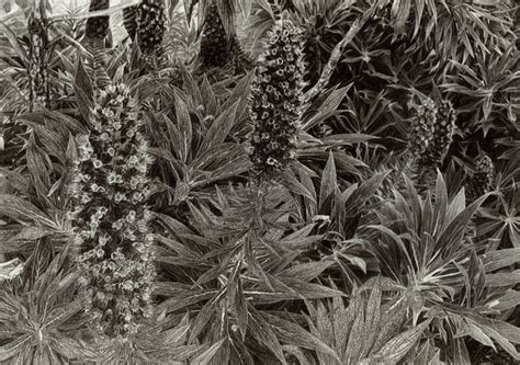 Rowan Pope 8 Artworks Bio And Shows On Artsy