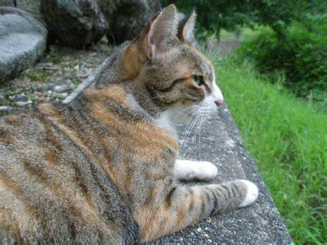 3ニャンズ物思いの秋 その21 里山の猫暮し
