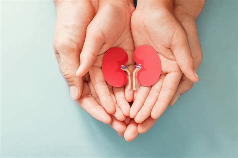 Митове и факти за бъбреците — Medconsult Bg