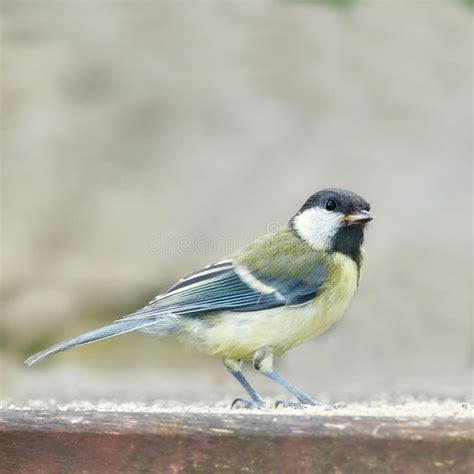 The Great Tit Parus Major The Eurasian Blue Tit Is A Small Passerine