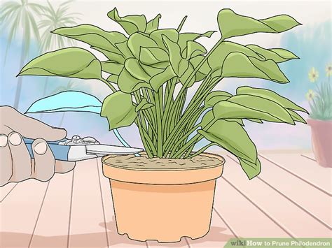 How To Prune Philodendron 8 Steps With Pictures Wikihow