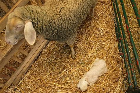 Lambing A Ewe: Step By Step Guide - SheepCaretaker