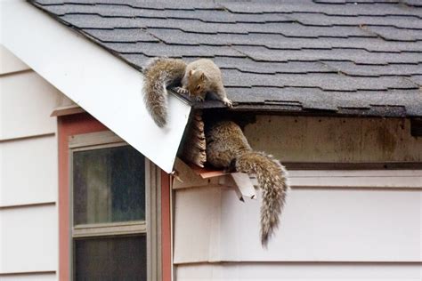 How Do Pest Control Get Rid Of Squirrels At Donna Bradshaw Blog