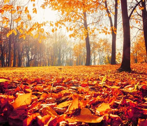 3 страхотни български рецепти с пиле Бързи и лесни рецепти за готвене Goodfood Bg