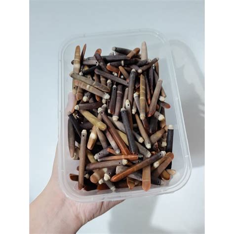 Jual Duri Landak Laut Shopee Indonesia