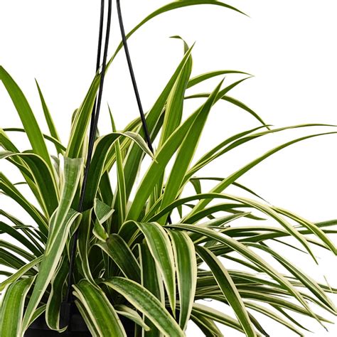 Spider Plant Chlorophytum Comosum With Hanging Basket Lalit Enterprise