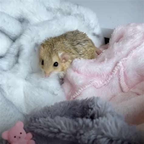 Adorable Tiny Gerbil Needs To Be Swaddled By Mom Before Falling Asleep
