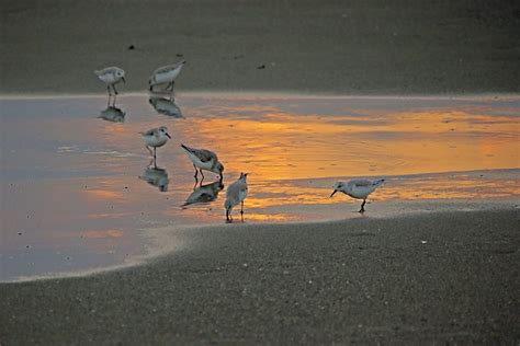 夕食 GANREF