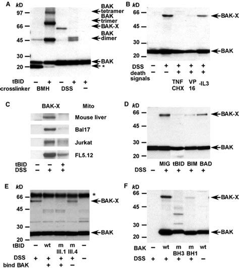 Vdac2 Inhibits Bak Activation And Mitochondrial Apoptosis Science