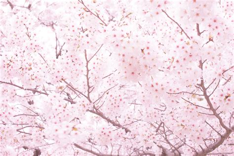 フリー写真 満開の桜の花でアハ体験 Gahag 著作権フリー写真・イラスト素材集 Gahag 著作権フリー写真・イラスト素材集
