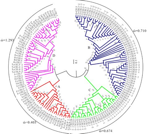 Maximum Likelihood Phylogenetic Trees Of 15 Grass Cbl Proteins