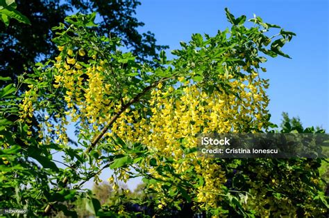 노란 꽃과 라버넘 아나기로이드의 꽃 일반적인 Laburnum 황금 체인 또는 황금 비 화창한 봄 정원 아름다운 야외 꽃 배경에서 만개 나무 금사슬나무에 대한 스톡 사진 및