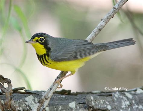 Birds With Yellow Bellies 20 Most Common Species You Can See