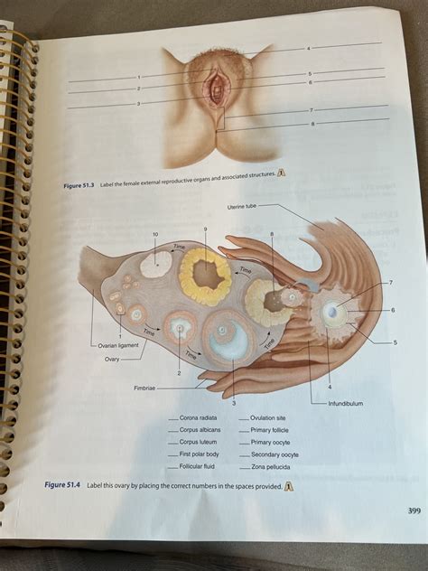 Reproductive Lab Diagram Quizlet Reproductive Lab Diagram Quizlet