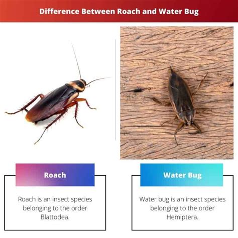 Roach Vs Waterbug Difference And Comparison