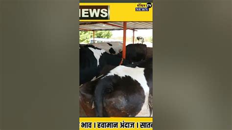 महिना लाख रुपये कमाई संभाळतायत 27 गाई असमान्य कहाणी Dairy Farming