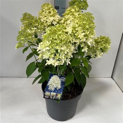 Hydrangea Paniculata Skyfall Blanc