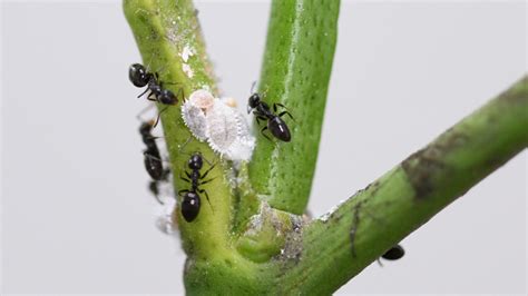 14 Nasty Citrus Diseases That You Must Avoid Fruitmentor™