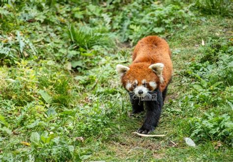四川汶川小熊猫配图 人民图片网
